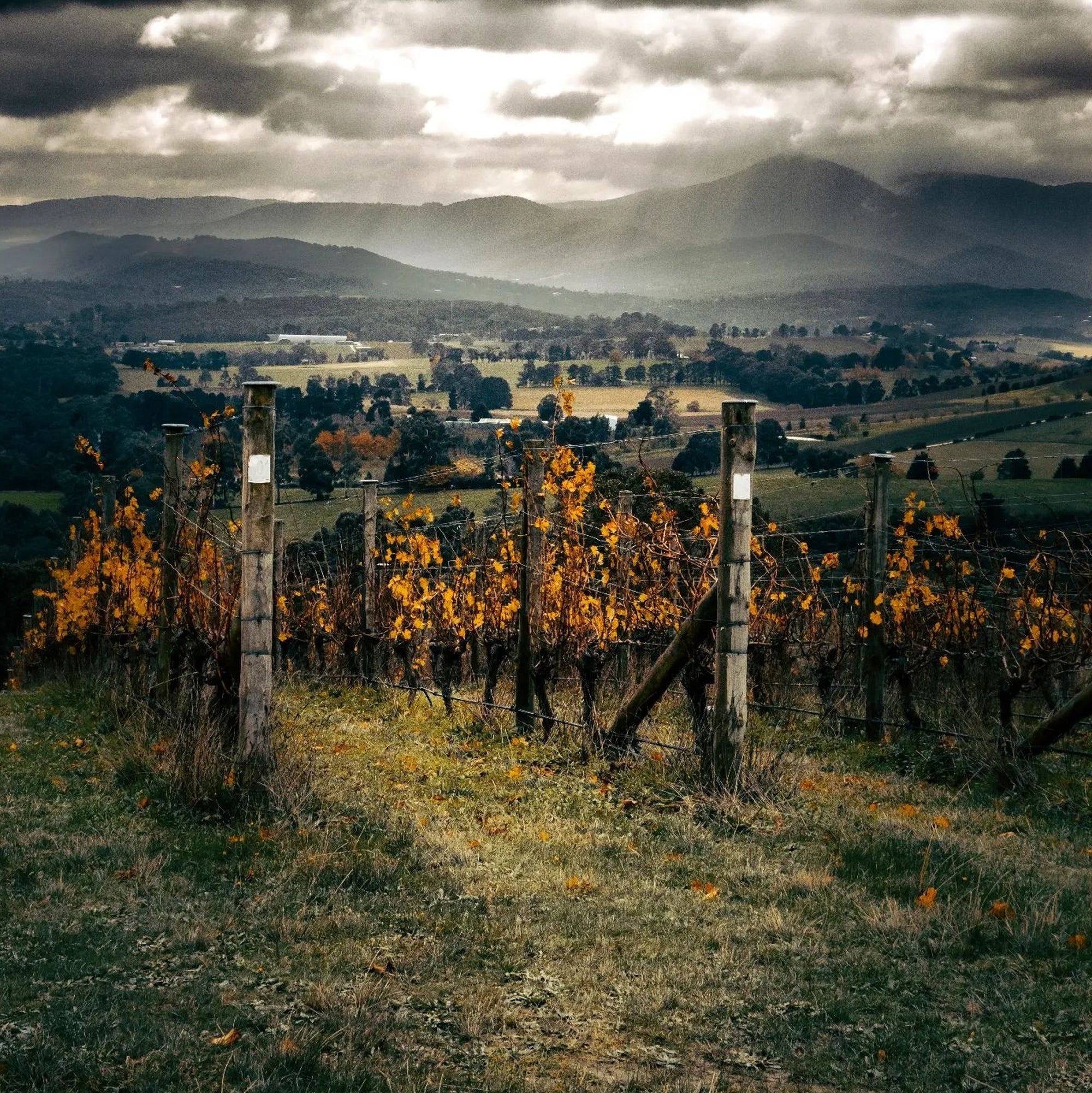 Giant Steps LDR Pinot Noir Syrah 2024 | Kent Street Cellars